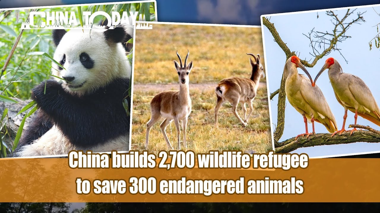 "CHINA TODAY" EP34: China animal conservation work | 團結香港基金 OUR HONG ...